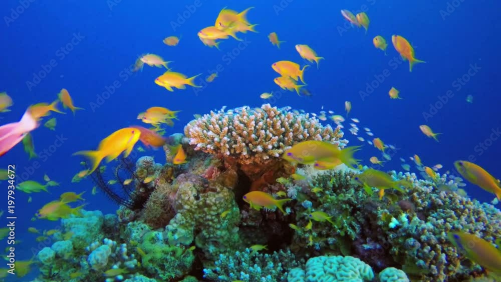 Resplendent Anthias Pet Fish For Sale