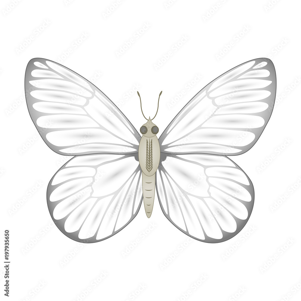 White butterfly vector illustration isolated on white backgroun Stock ...