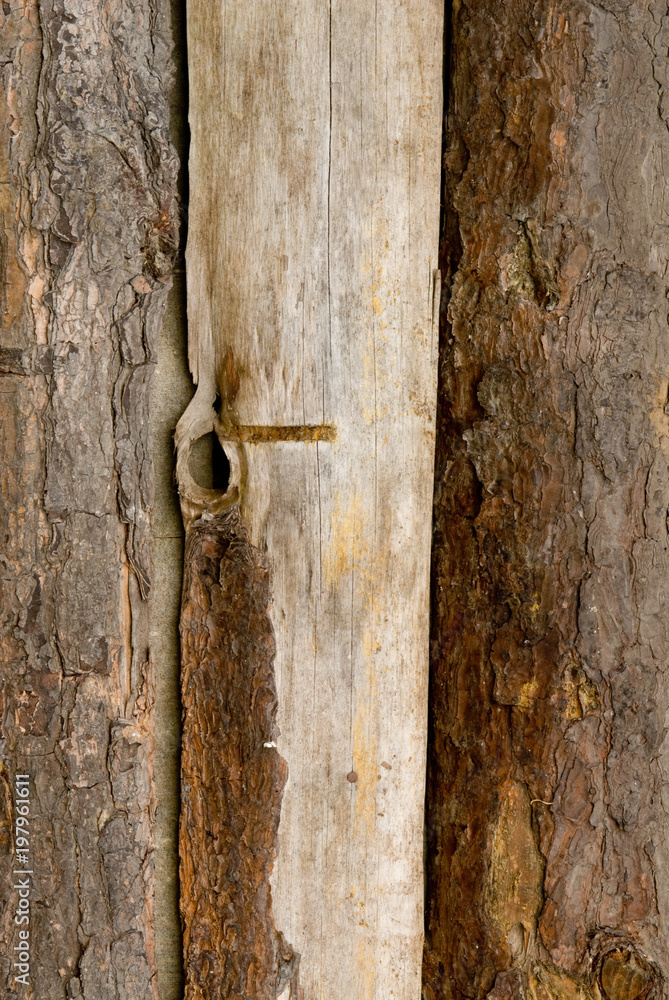 wood texture, textura de madeira, madeira, wood, wood light, madeira ...