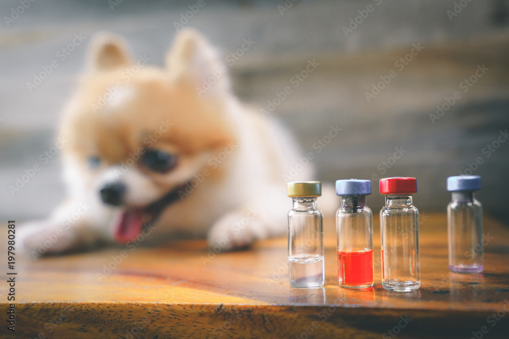 Veterinary medicine, pet, animals, health care and people concept ...