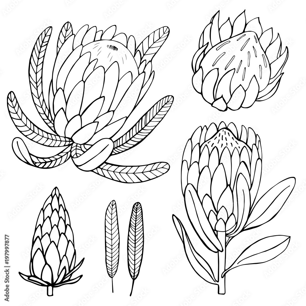 Hand-drawn flowers protea. Vector sketch illustration. Stock Vector ...
