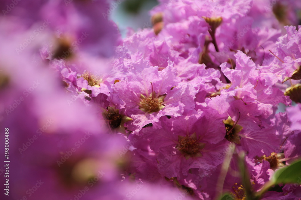 Lagerstroemia speciosa (L.) Pers. Queen's Flower, Queen's crape myrtle ...