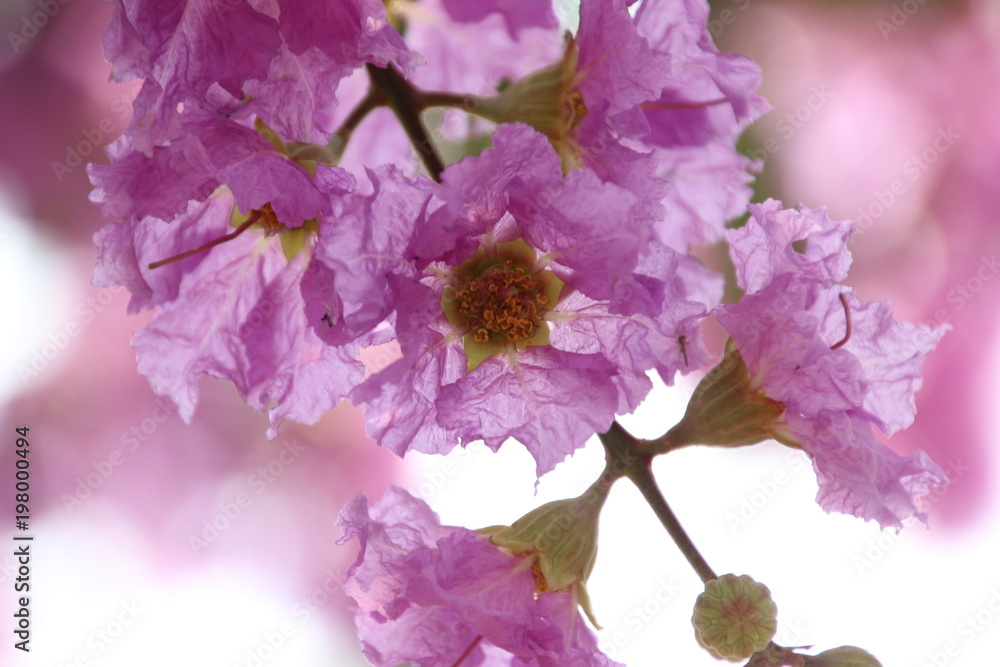 Lagerstroemia speciosa (L.) Pers. Queen's Flower, Queen's crape myrtle ...