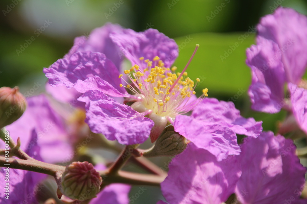 Lagerstroemia speciosa (L.) Pers. Queen's Flower, Queen's crape myrtle ...