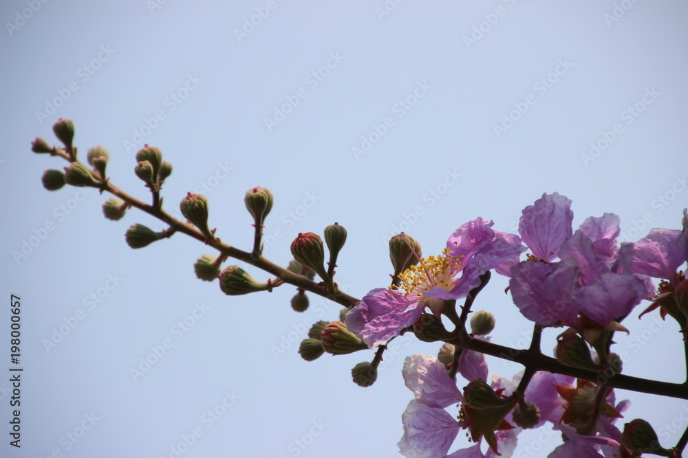 Lagerstroemia speciosa (L.) Pers. Queen's Flower, Queen's crape myrtle ...