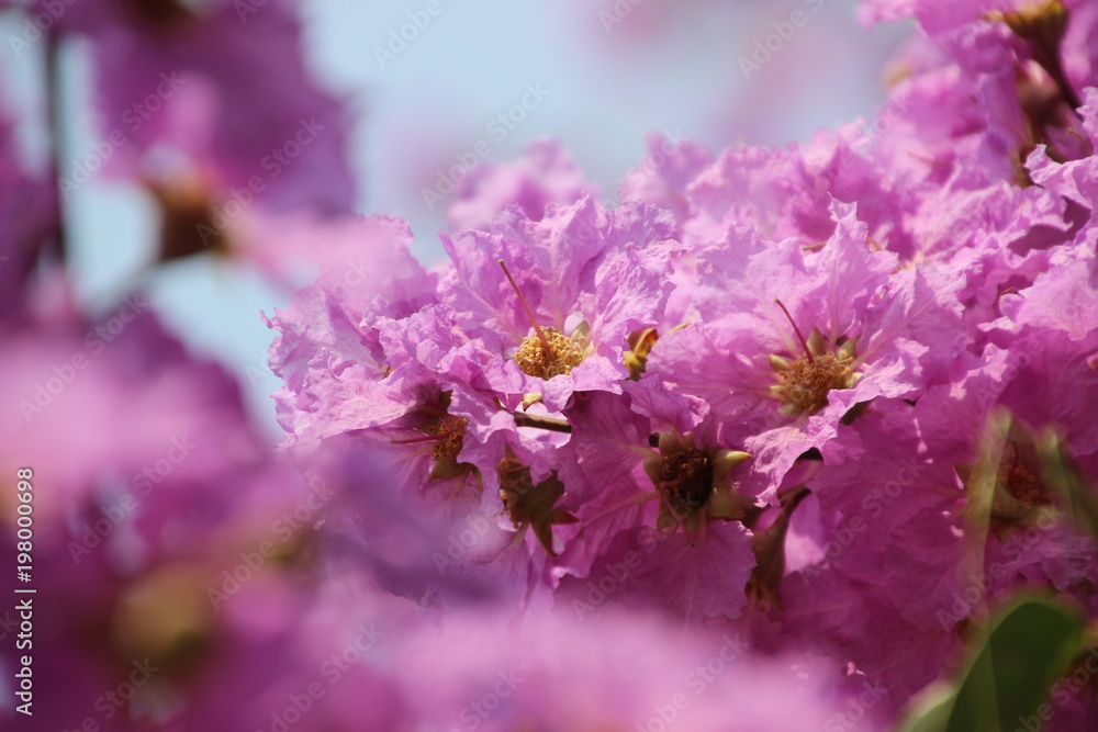 Lagerstroemia speciosa (L.) Pers. Queen's Flower, Queen's crape myrtle ...