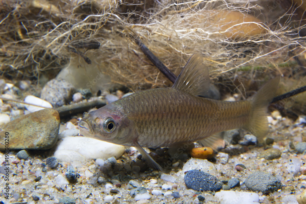 Underwater photography of freshwater fish Stone moroko, Pseudorasbora ...