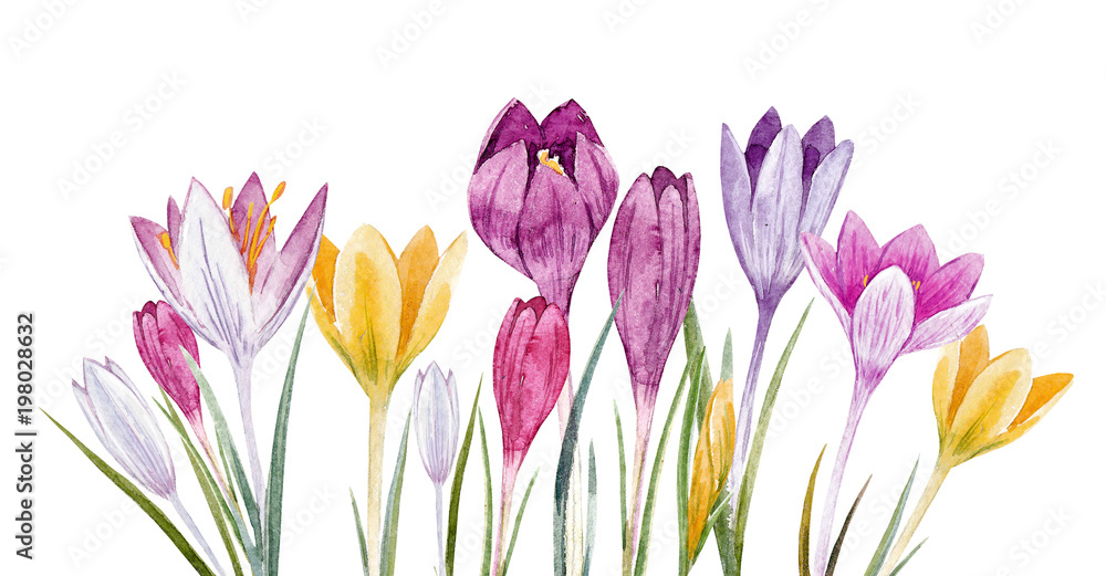 Watercolor floral crocus set Stock Illustration | Adobe Stock
