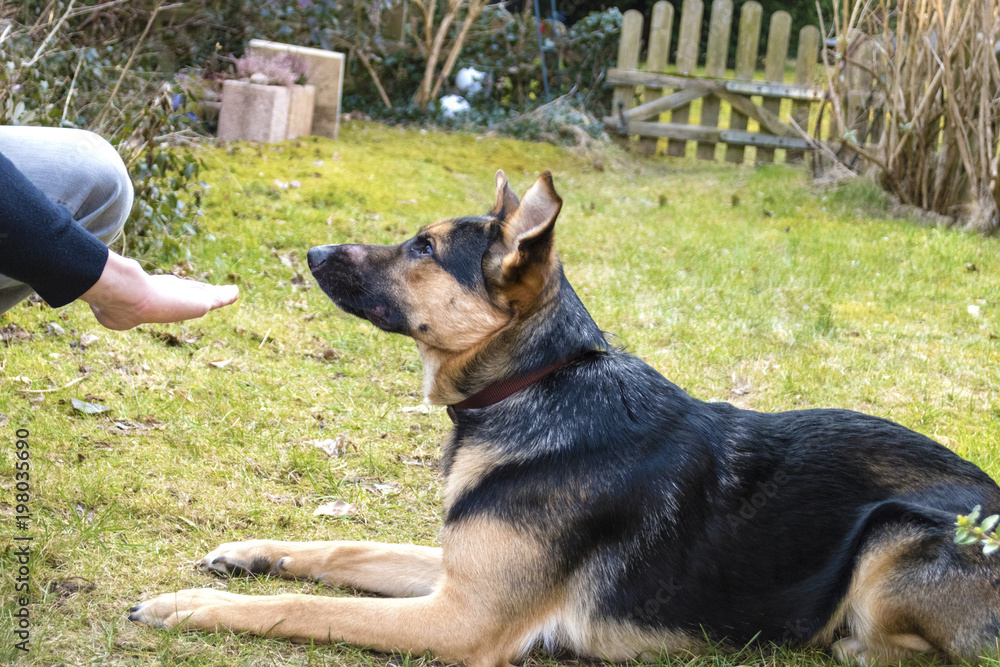 Golden Labrador Retriever German Shepherd Mix