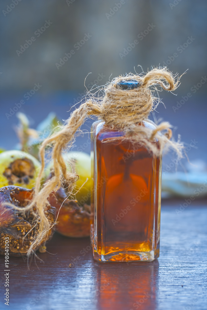 Close up of fresh leaves of Gular,Golar or Clustar Fig tree or Indian ...