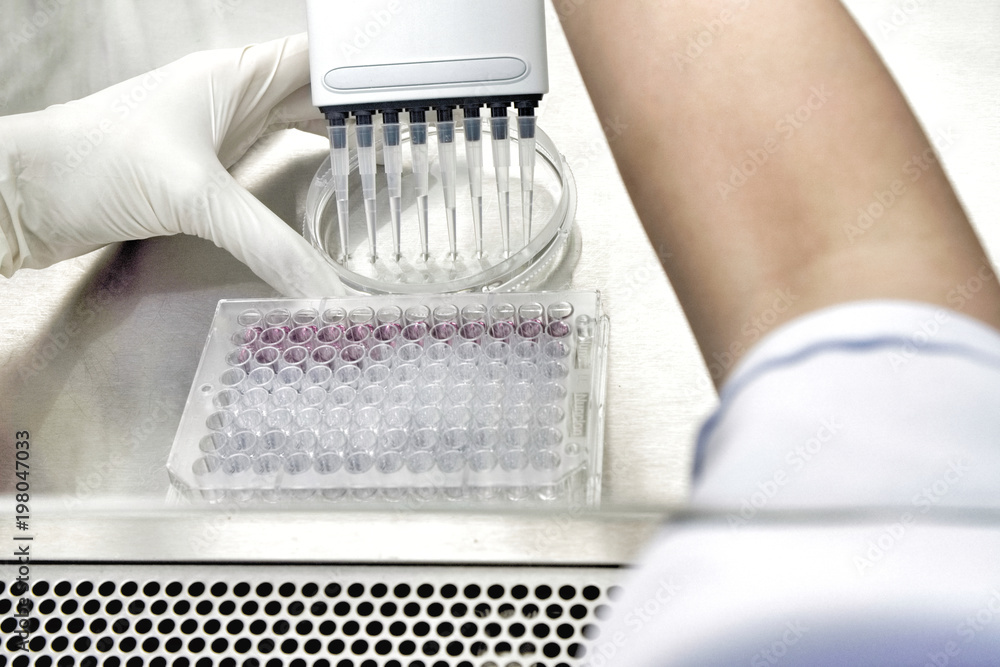 The woman researcher using multichannel pipette (8-channel pipette ...