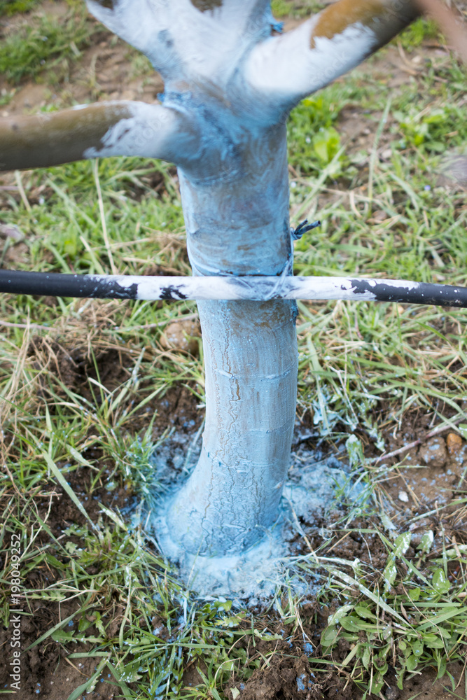 Foto de apple trees in march treated with Bordeaux mixture to combat ...