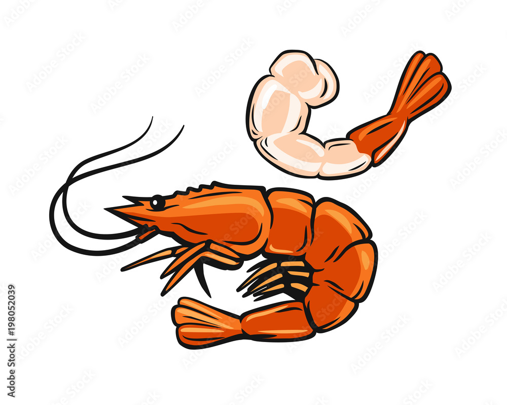 Prawn or Shrimp vector Stock Vector | Adobe Stock