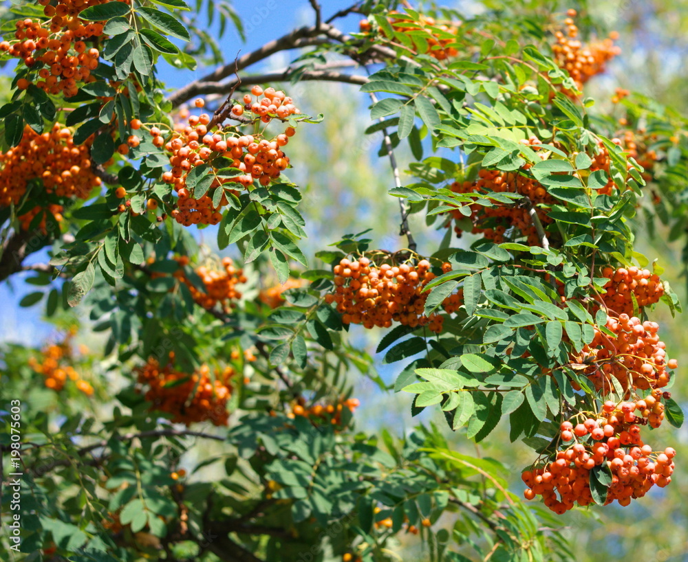 ashberry at dry sunny day Stock Photo | Adobe Stock