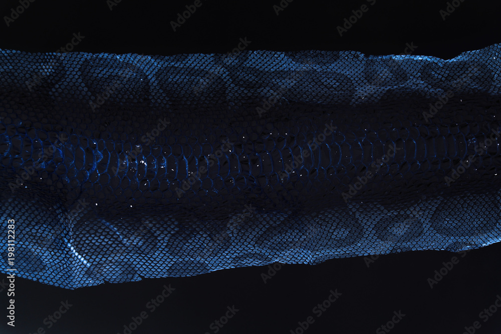 jacket cast-off skin of snake Royal Python on a white background ...