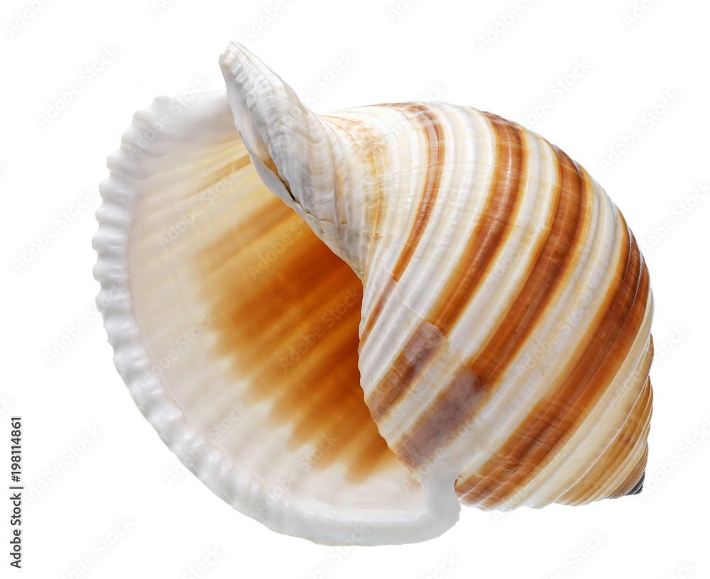 Seashell isolated on white background Stock Photo | Adobe Stock