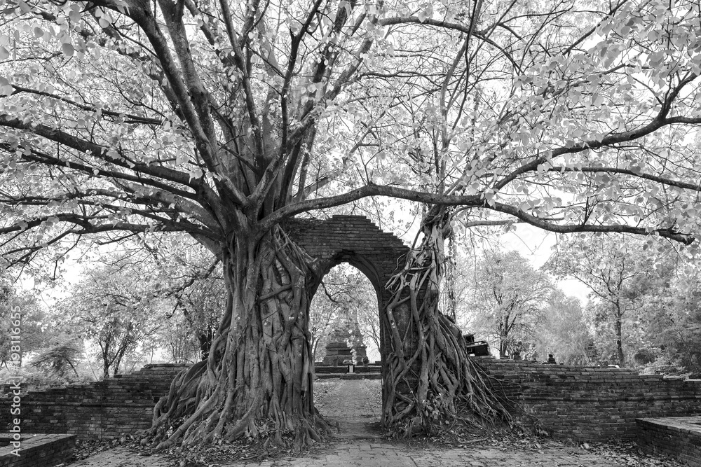 The miracle of the ancient Pho or Bodhi tree (Ficus religiosa) that ...