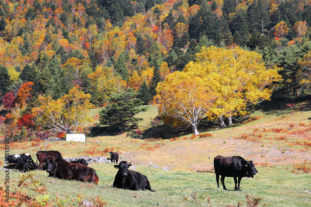 Fall scenery of a ranch with a herd of cows on green meadows under ...