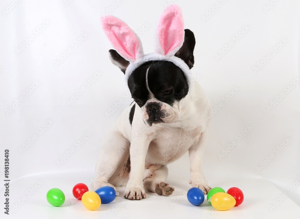 french bulldog with funny bunny ears is sitting in the studio and ...