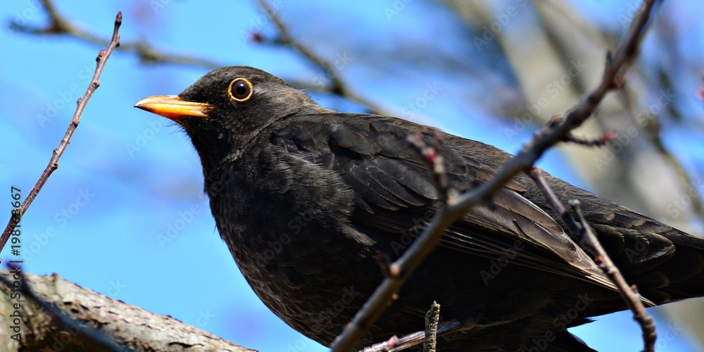 Kara Tavuk Stock Photo | Adobe Stock