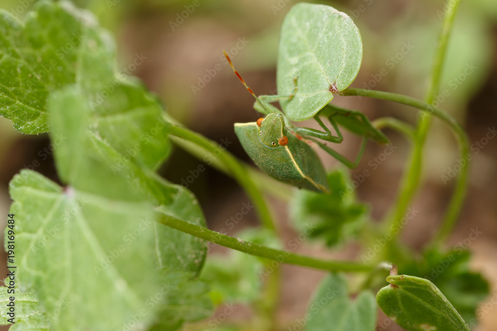 Detail of southern green shield bug getting safe by mimicking the ...