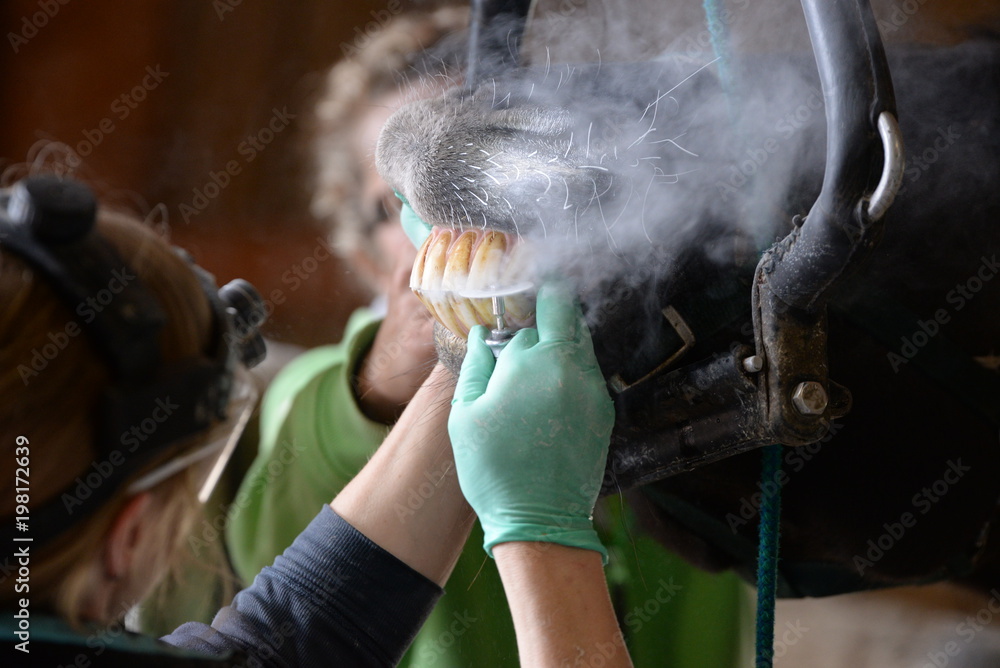 veterinarian doing the horse teeth, female veterinarian shortening ...