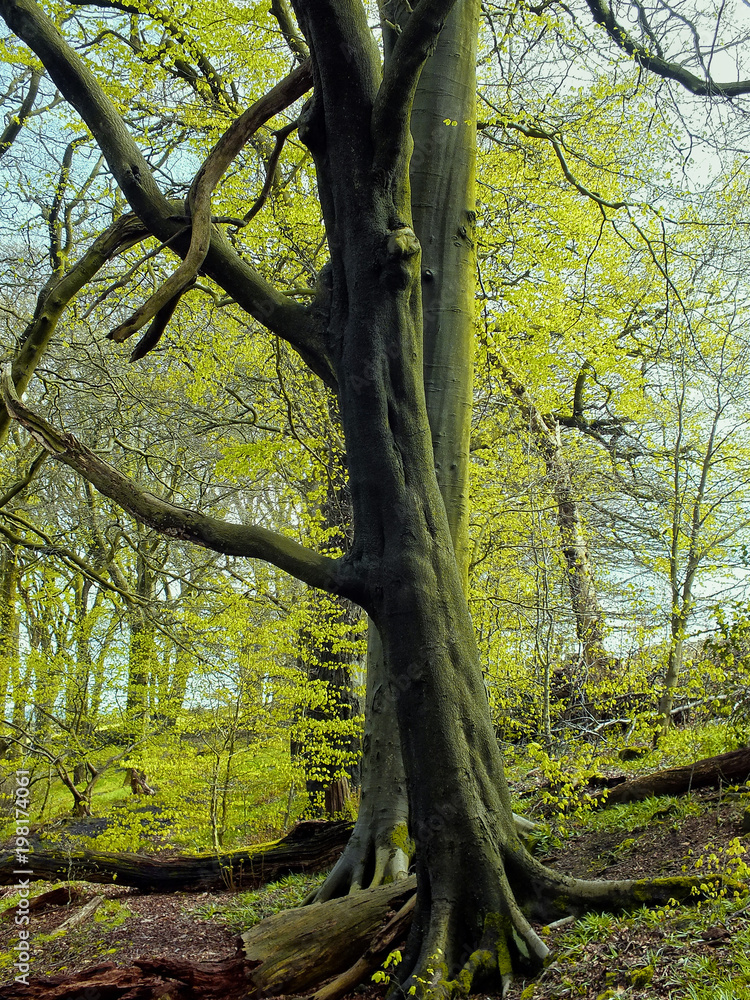 two tall beech trees in wooland in ealy spring with bright green new ...