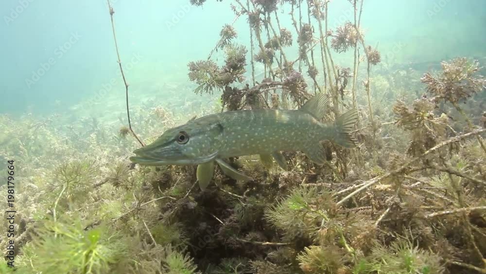Freshwater fish Northern pike (Esox lucius) in the beautiful clean ...