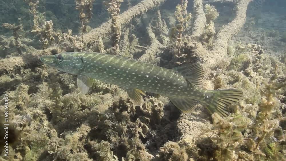 Freshwater fish Northern pike (Esox lucius) in the beautiful clean ...