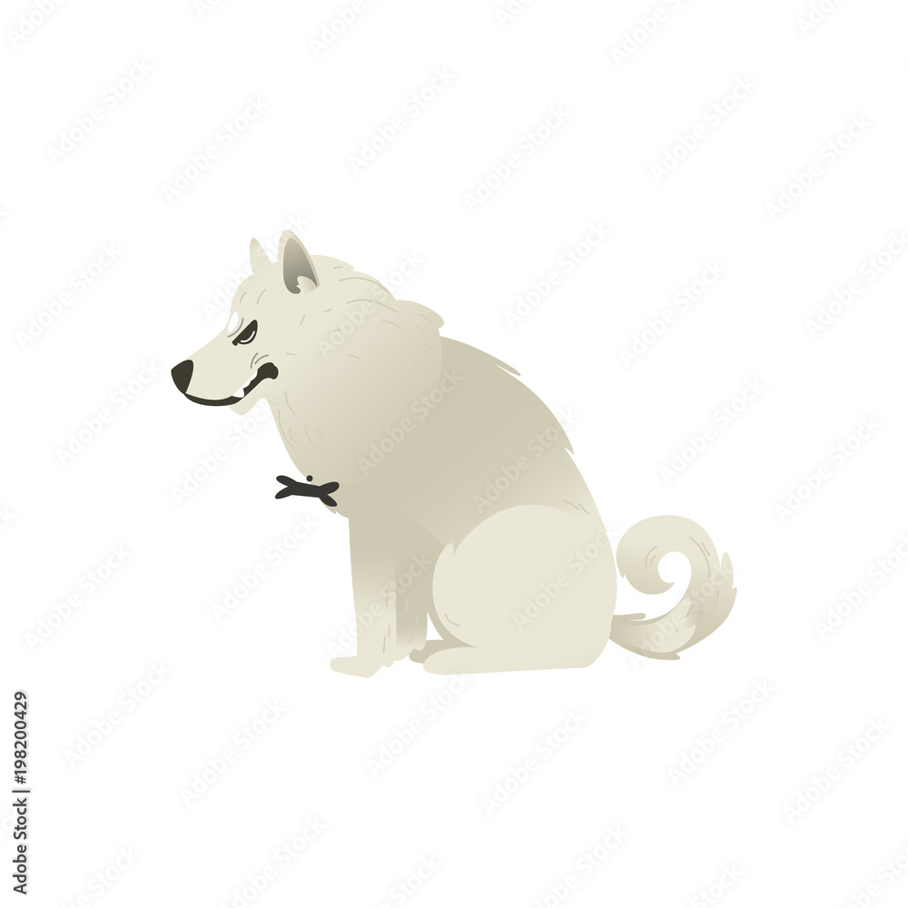 Evil sitting white fluffy dog isolated on white background. Beautiful ...