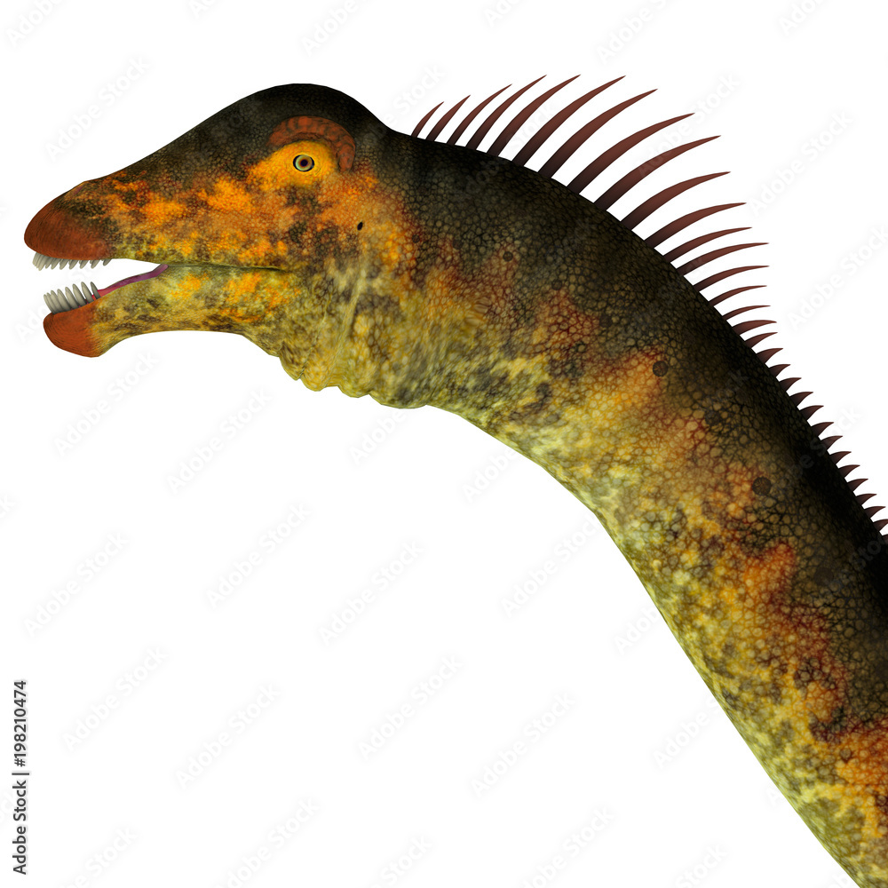 Barosaurus Dinosaur Head - Barosaurus was a herbivorous sauropod ...