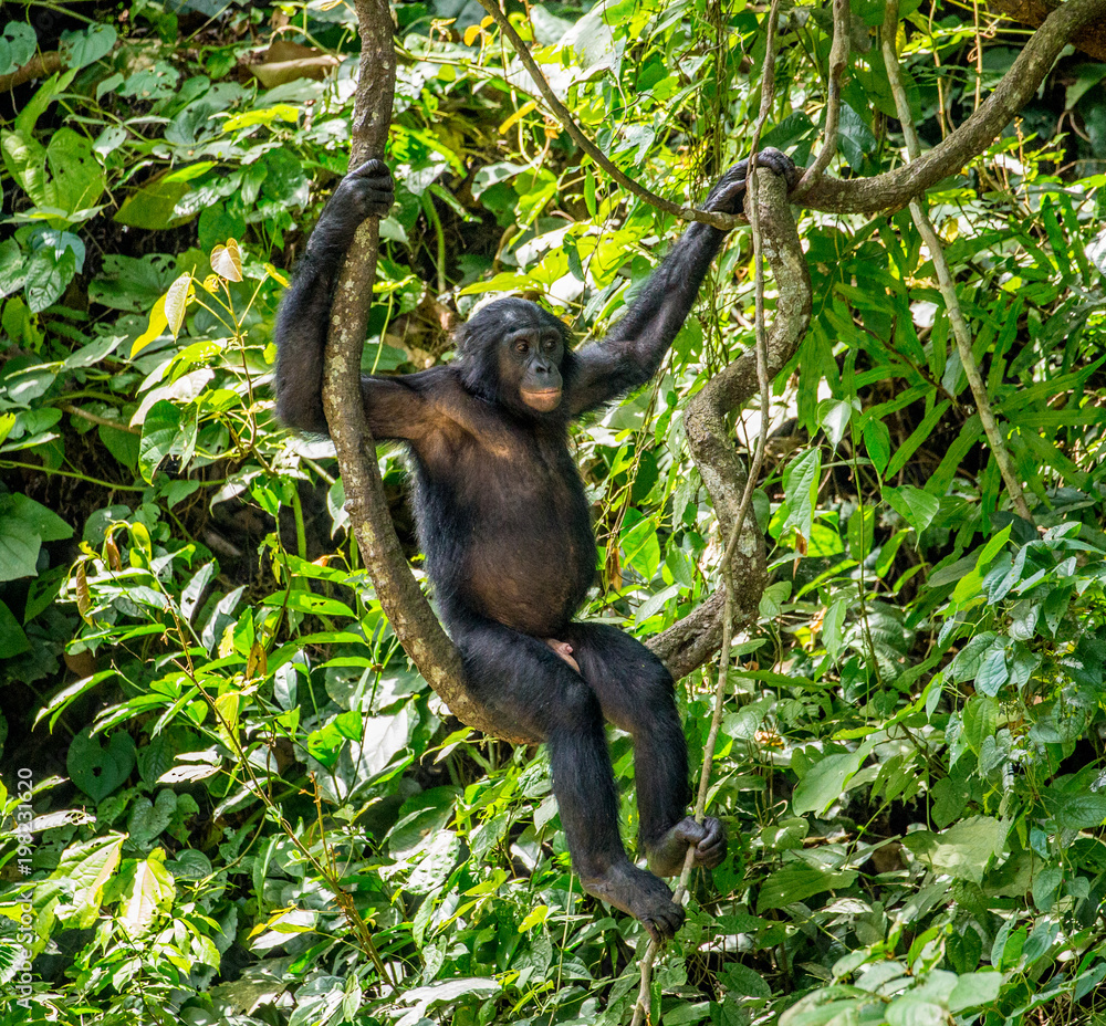 Bonobo on a tree in the background of a tropical forest. Democratic ...