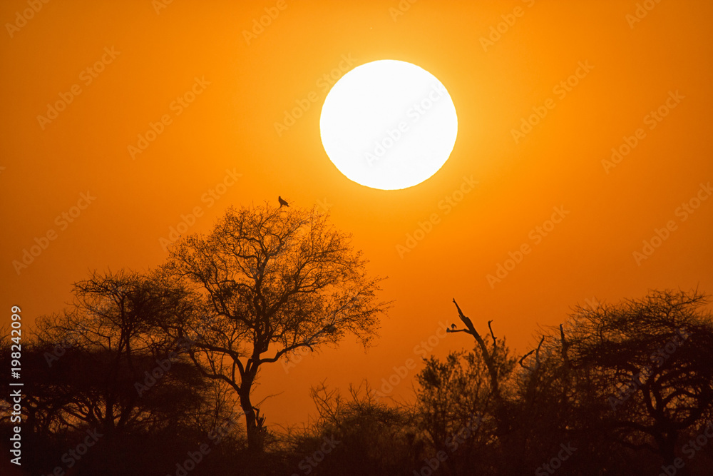 african sunset Stock Photo | Adobe Stock