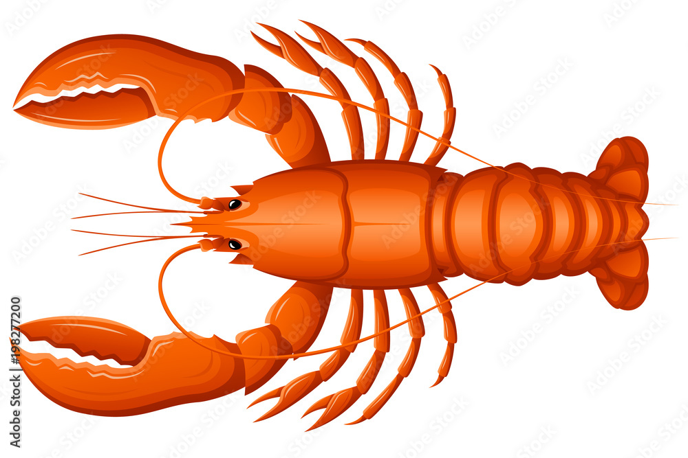 Vector illustration of a lobster, viewed from above. Stock Vector ...