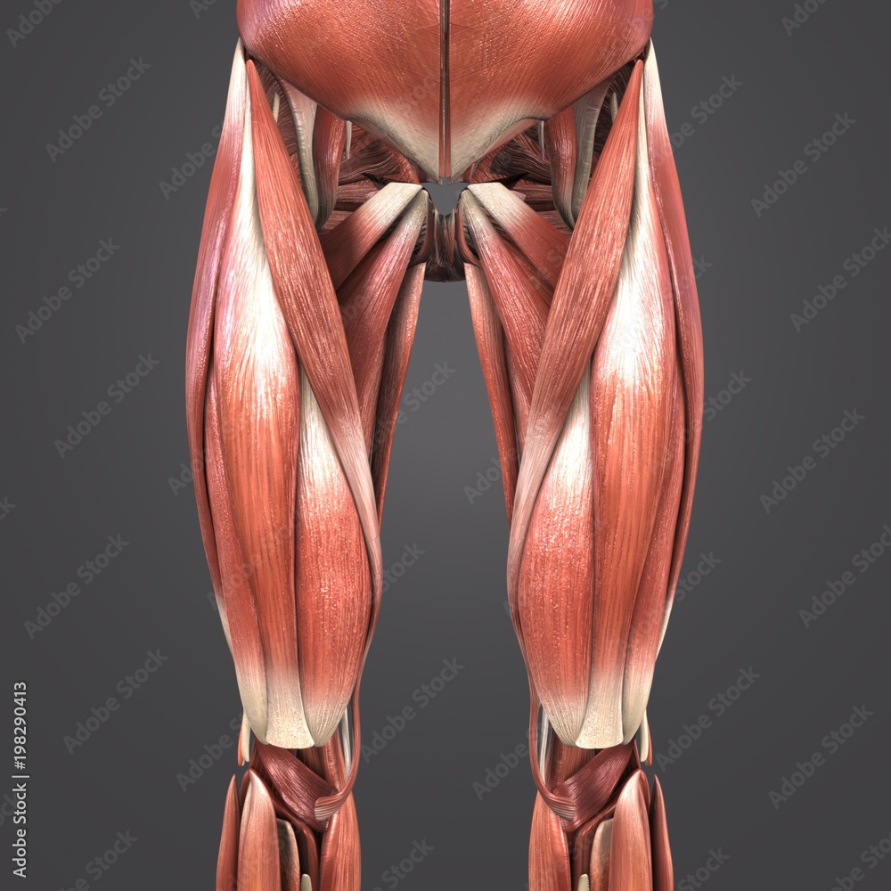 Muscles of Hip and Thigh Anterior view Stock Photo | Adobe Stock