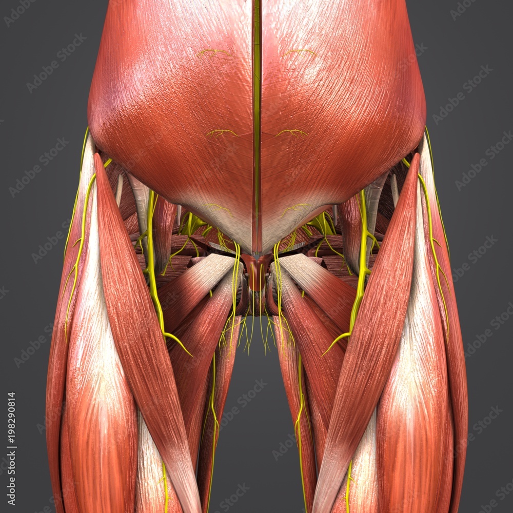 Muscles with Nerves of Hip and Thigh Stock Photo | Adobe Stock