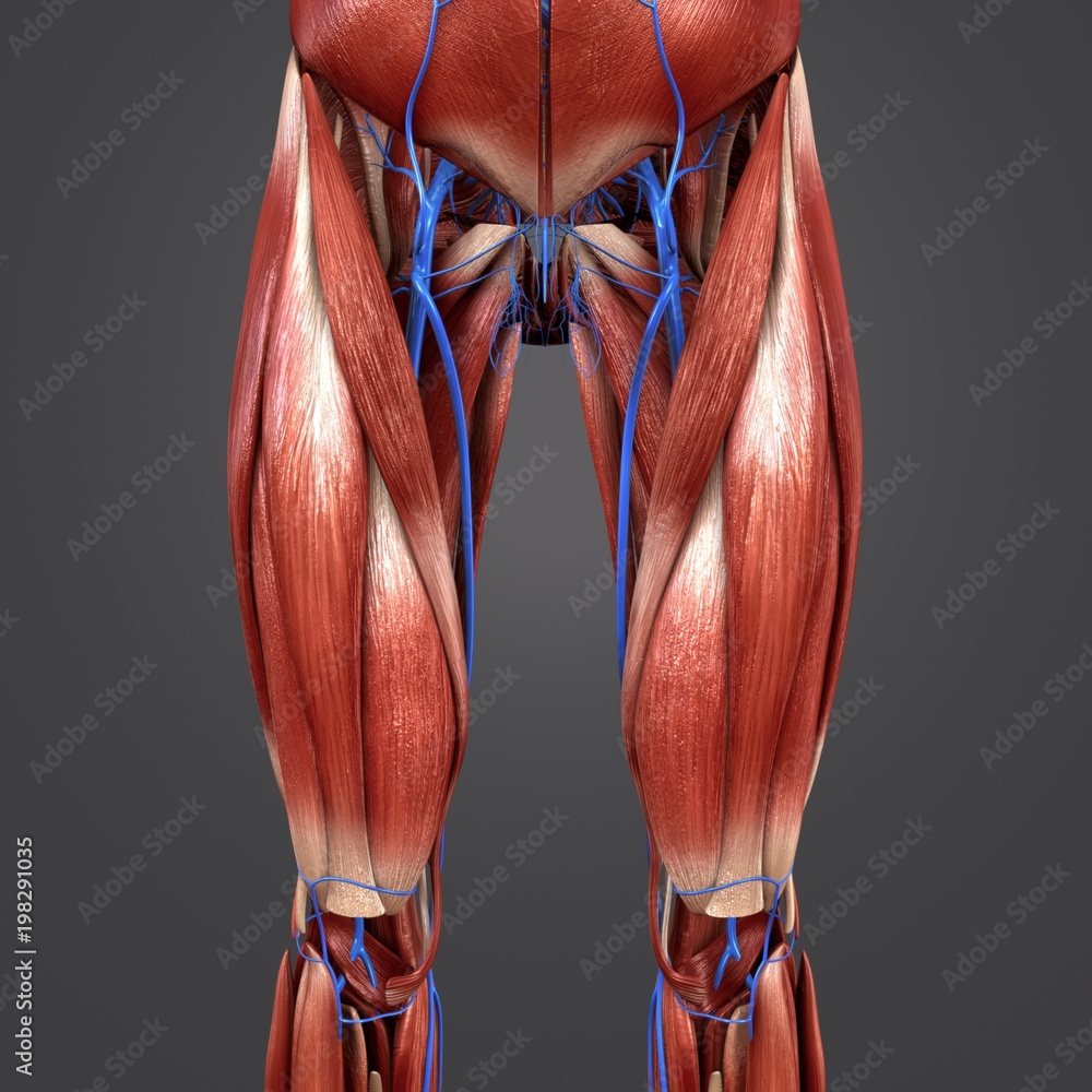 Muscles with Veins of Hip and Thigh Anterior view. Stock Photo | Adobe ...
