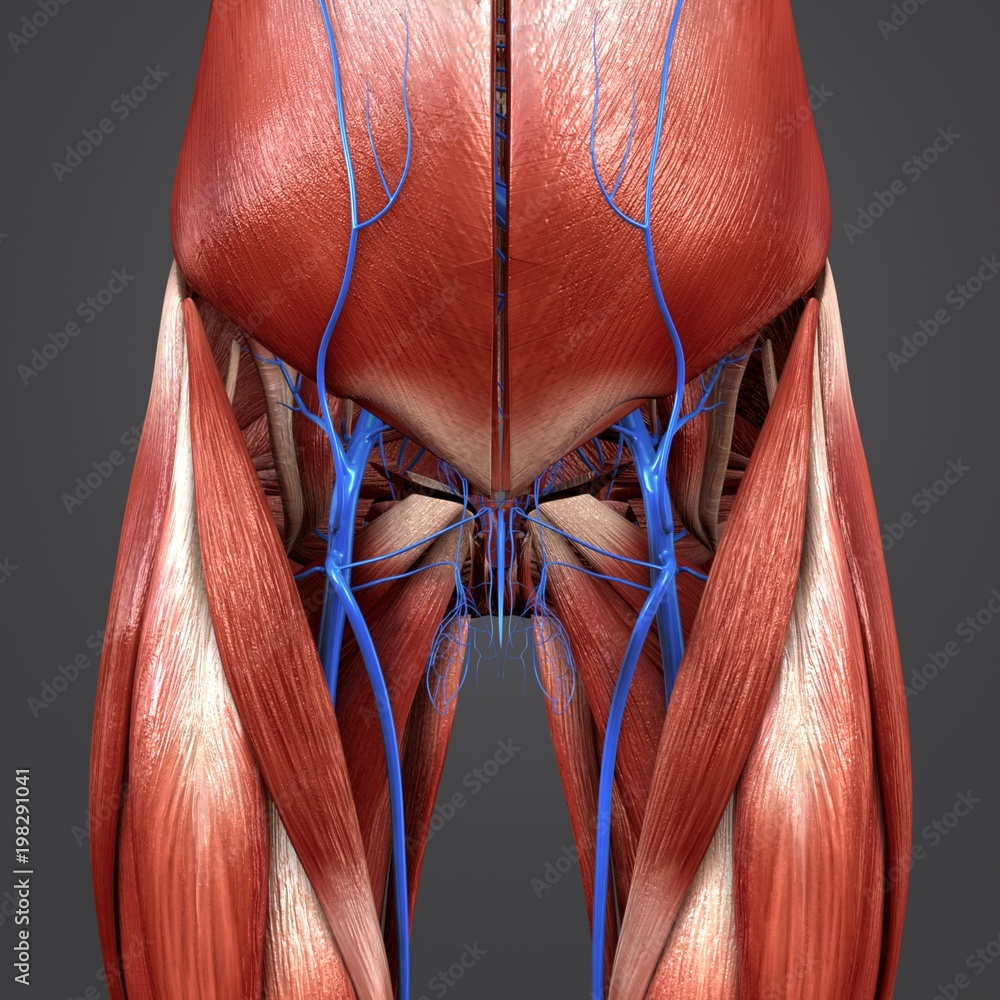 Muscles with Veins of Hip and Thigh Stock Photo | Adobe Stock