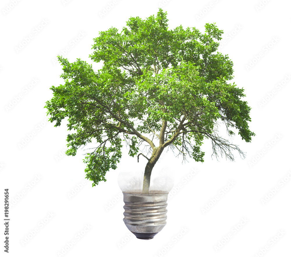 light bulb with green tree isolated on white background Stock Photo ...