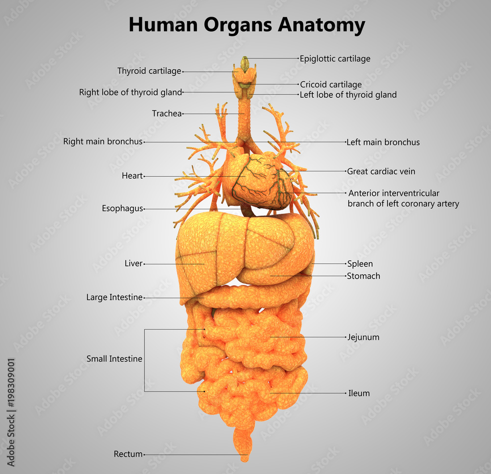 Human Body Organs label design Anatomy Stock Illustration | Adobe Stock