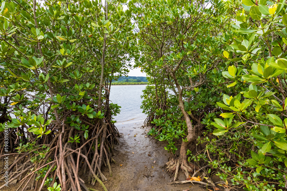 Mangrove(Kandelia obovata,B. gymnorrhiza,Rhizophora mucronata).The ...