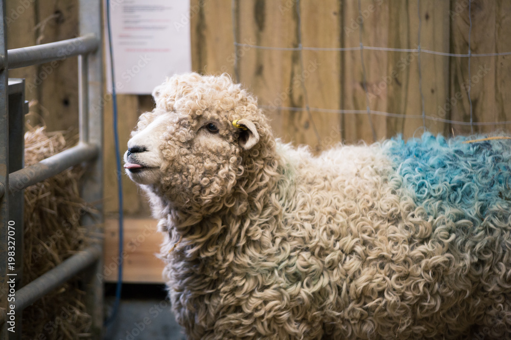 Sheep Giving Wool