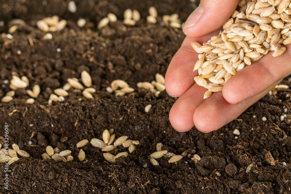 Wheat Seeds For Farming