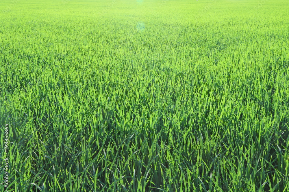 Top view of beautiful fresh green rice leaves field textured in ...