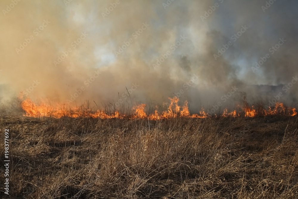 Forest fire, burning grass and small trees. fire burns grass and ...