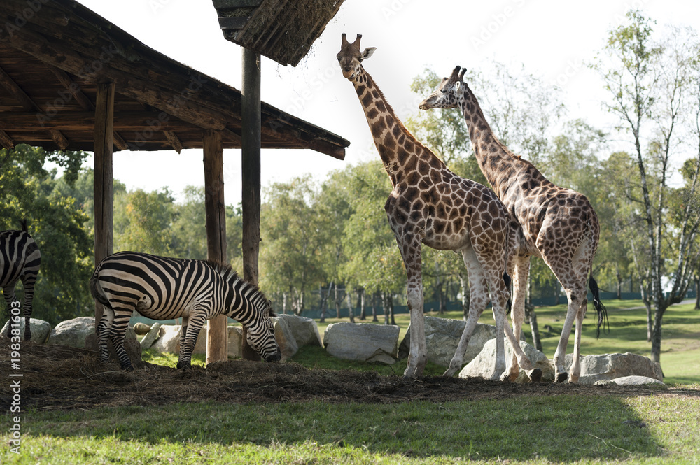 Zebras And Giraffes Together
