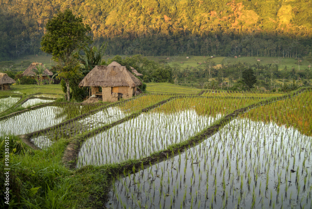 Sunrise Over The Vast Balinese Rice Fields. The most beautiful and ...