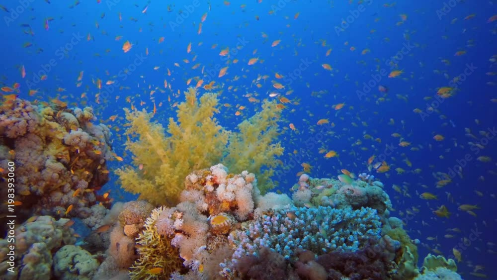 Vidéo Stock Beautiful Tropical Coral Garden. Picture of broccoli coral ...