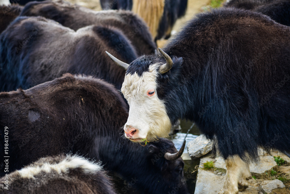 Black yak on mountain in Nepal Stock Photo | Adobe Stock