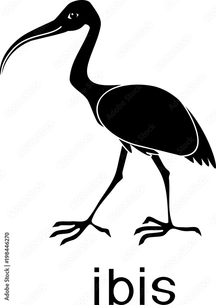 Black cartoon ibis on white background with title Stock Vector | Adobe ...